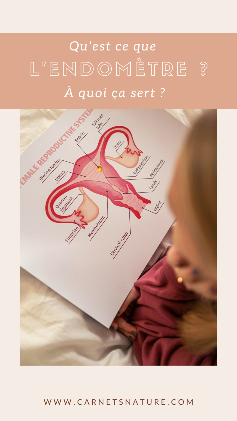 L'endomètre, qu'est ce que c'est ? À quoi ça sert